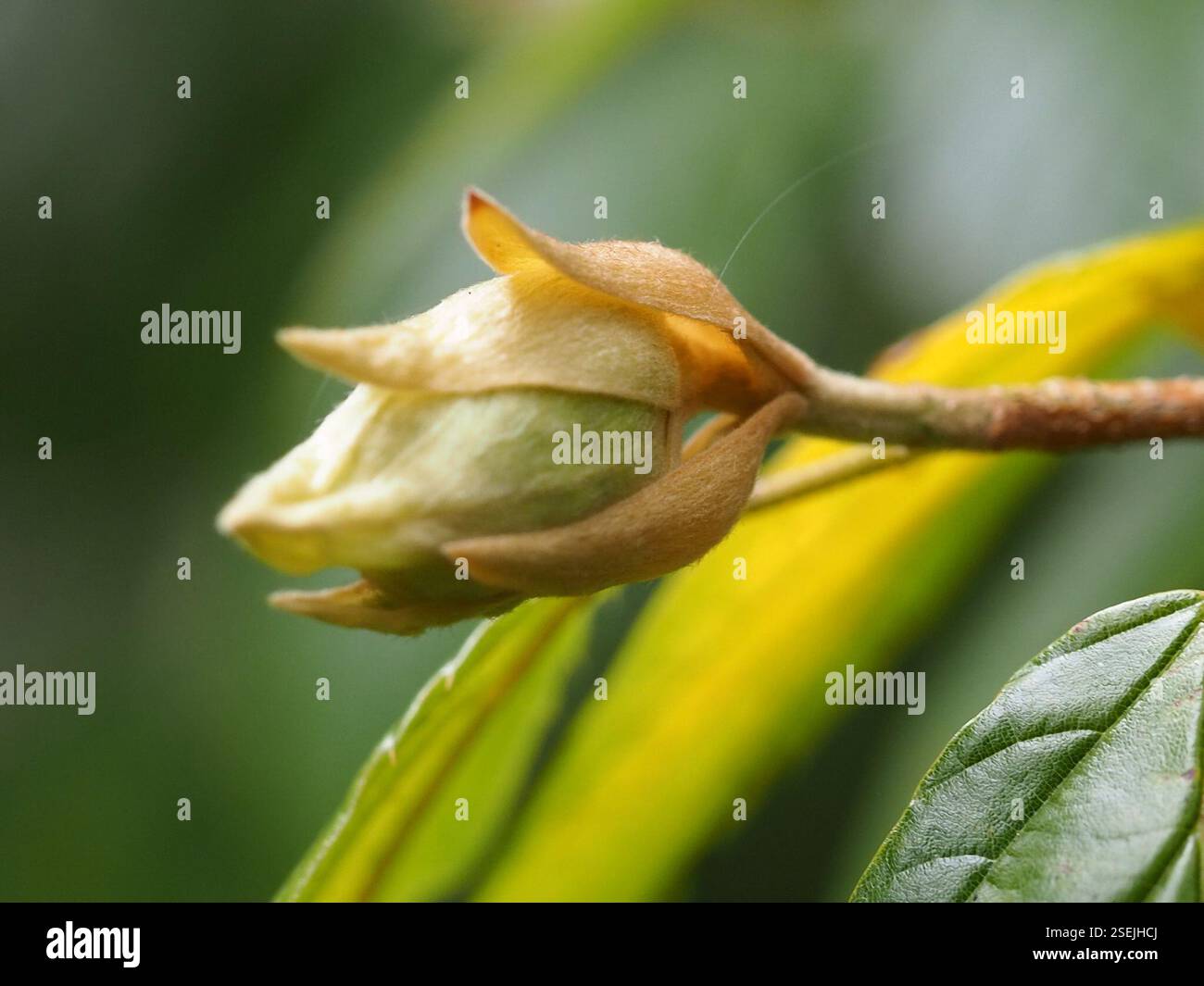 (Corylopsis multiflora), Plantae, 台灣南投縣 Stock Photo - Alamy