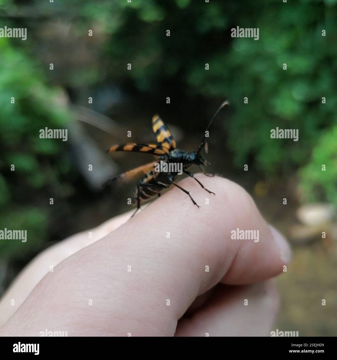 four-banded longhorn beetle (Leptura quadrifasciata), Insecta, Posada ...