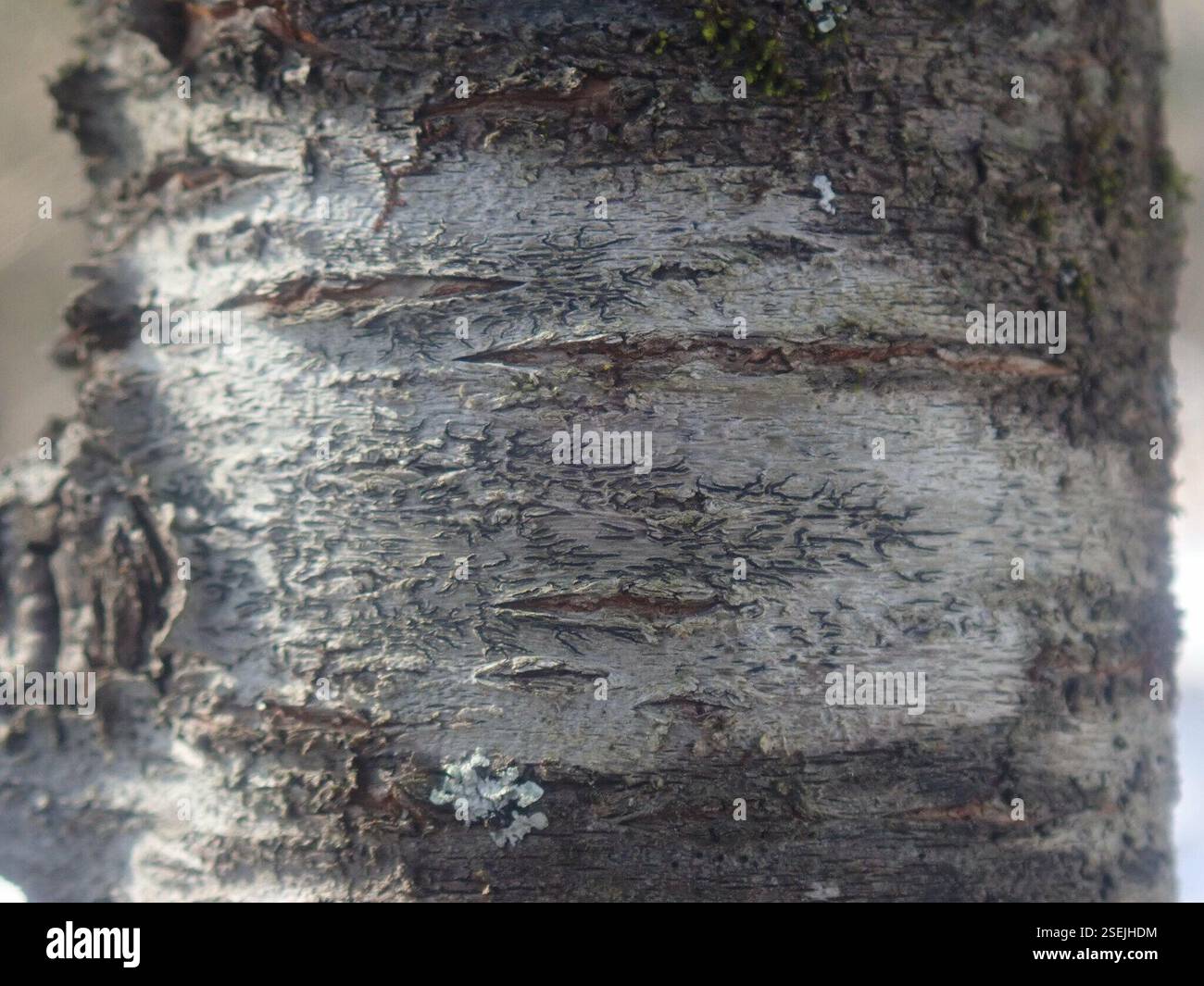 Common Script Lichen (Graphis scripta), Fungi, Royalston, MA, USA Stock ...