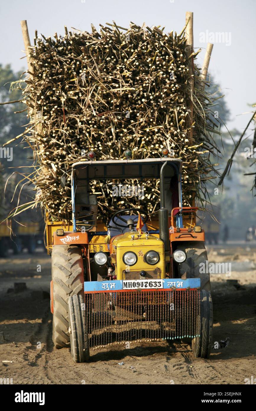Loads of sugarcane in trolleys pulled by tractors parked in queue at ...