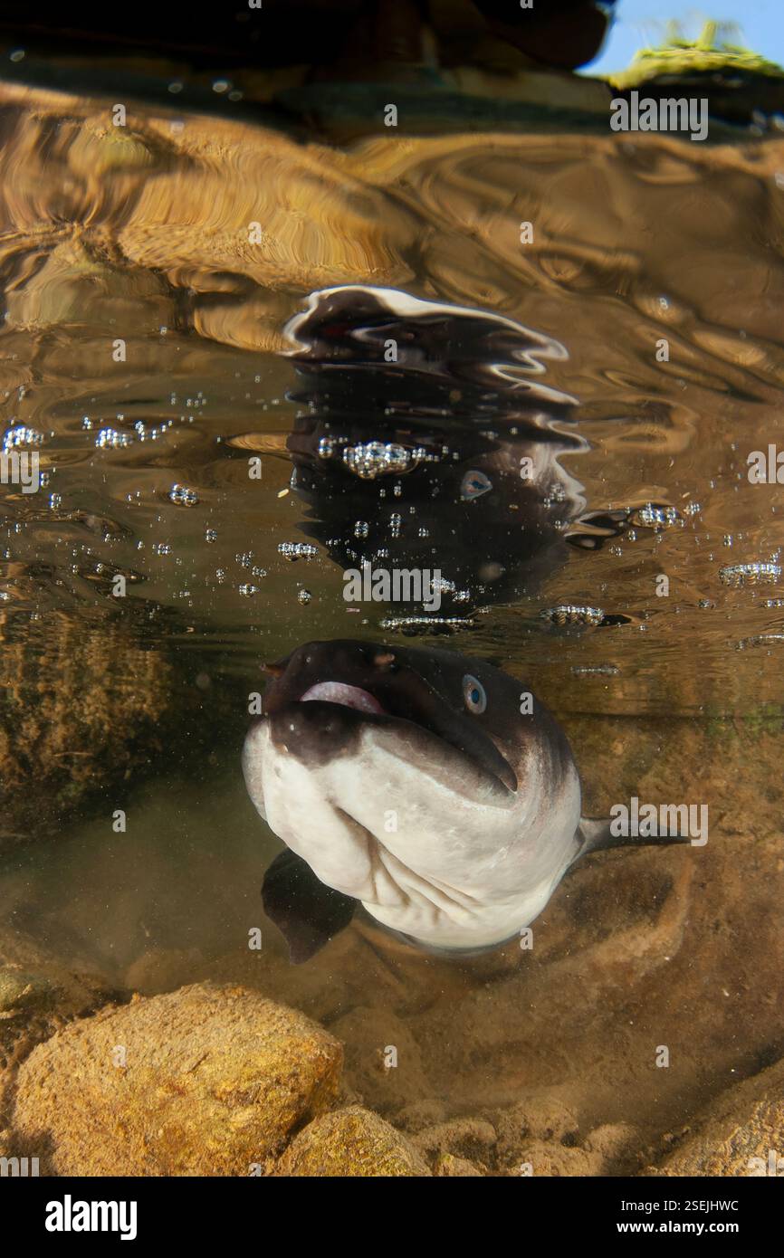 New Zealand Longfin Eel, Anguilla dieffenbachi, in river, Endangered ...