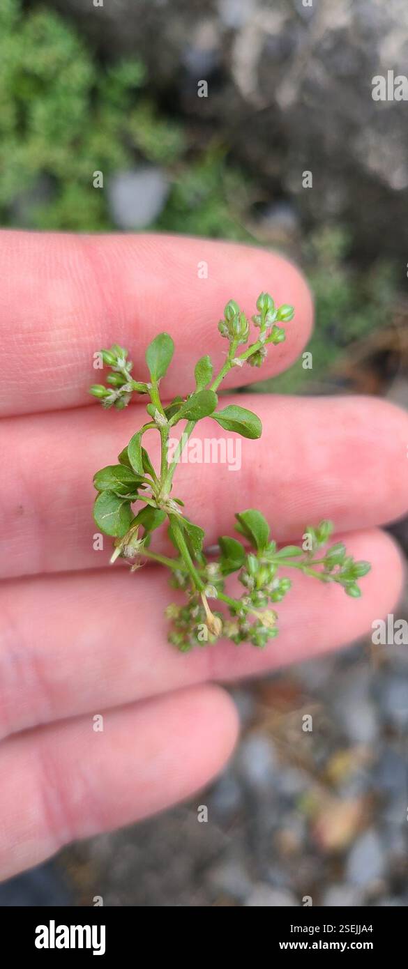 fourleaf manyseed (Polycarpon tetraphyllum), Plantae, Auckland, NZ ...