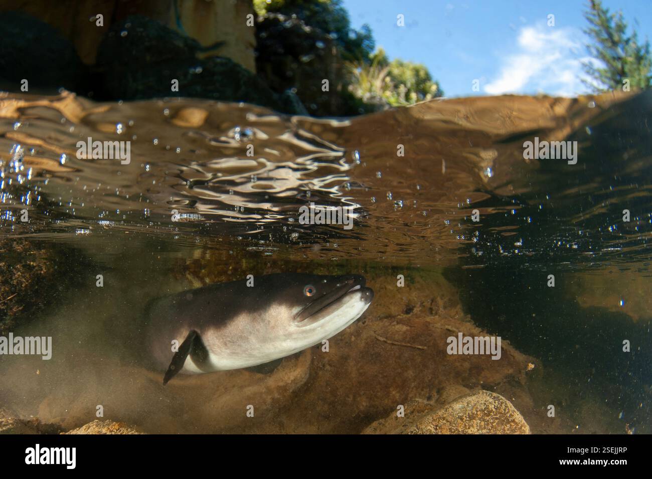 New Zealand Longfin Eel, Anguilla dieffenbachi, in river, Endangered ...
