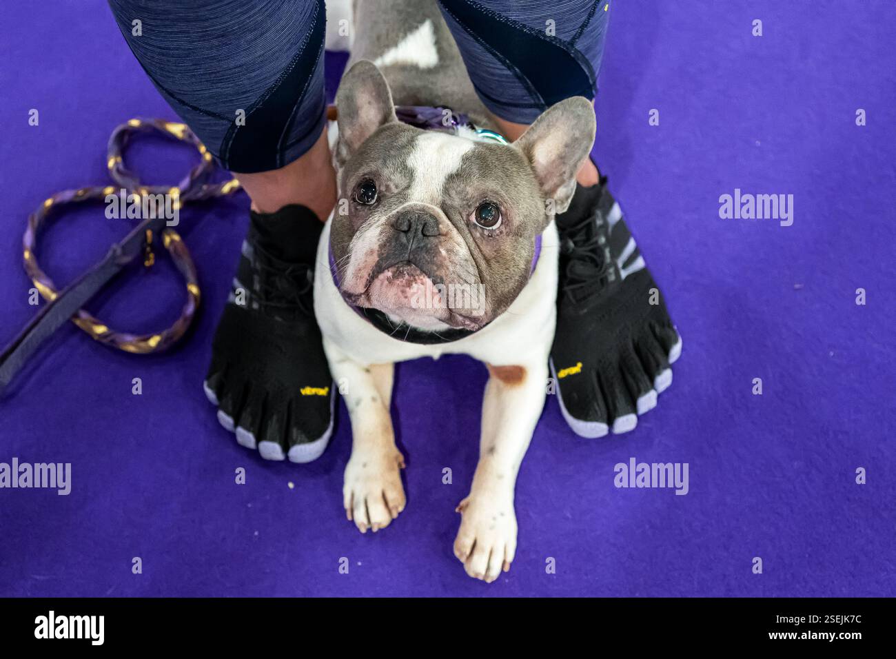A French bulldog waits to compete in the Agility Competition ...