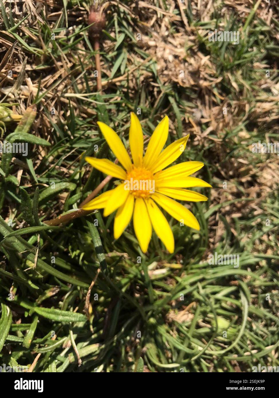 (Arctotheca), Plantae, University of Limpopo, Pietersburg, LP, ZA Stock ...
