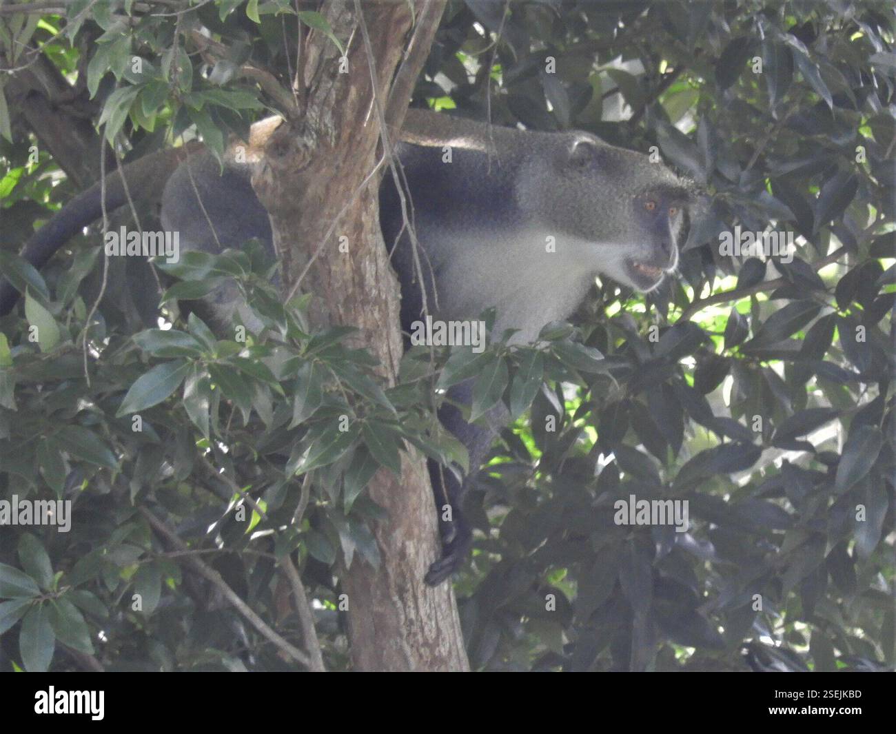 Blue Monkey (Cercopithecus mitis), Mammalia, Nampula, MZ Stock Photo ...