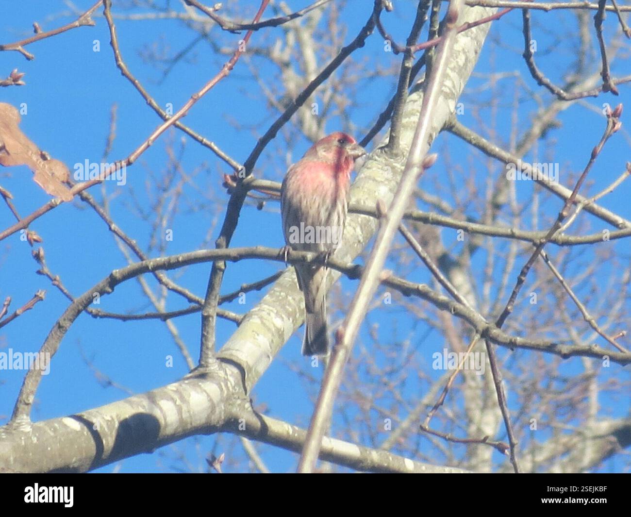 House Finch (Haemorhous mexicanus), Aves, WF NFN "Community" Garden ...