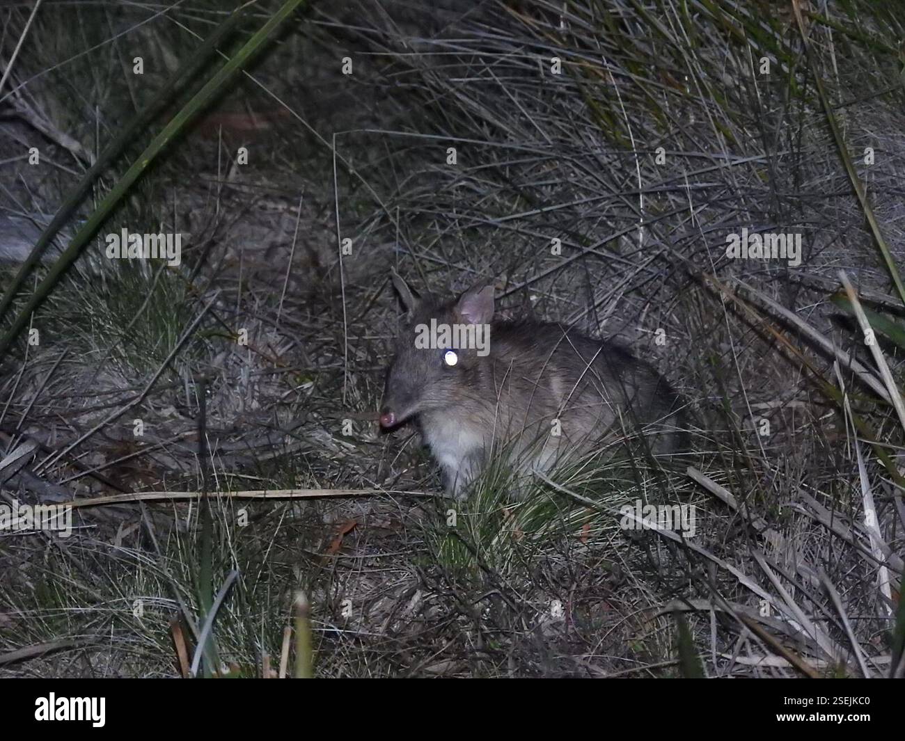Eastern Barred Bandicoot (Perameles gunnii), Mammalia, Hobart TAS ...