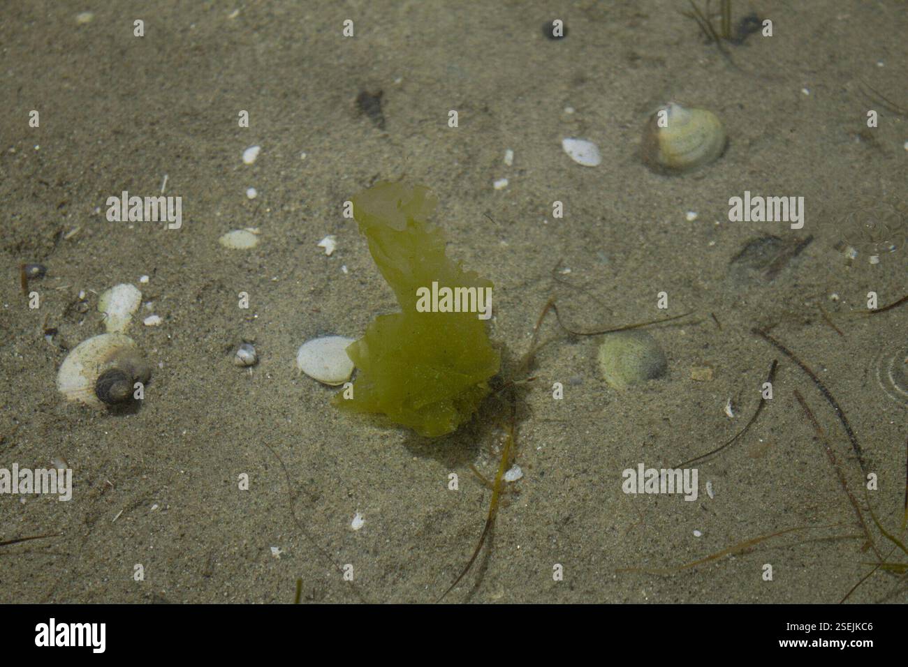 Sea Lettuces (Ulva), Plantae, Mārahau 7197, New Zealand Stock Photo - Alamy