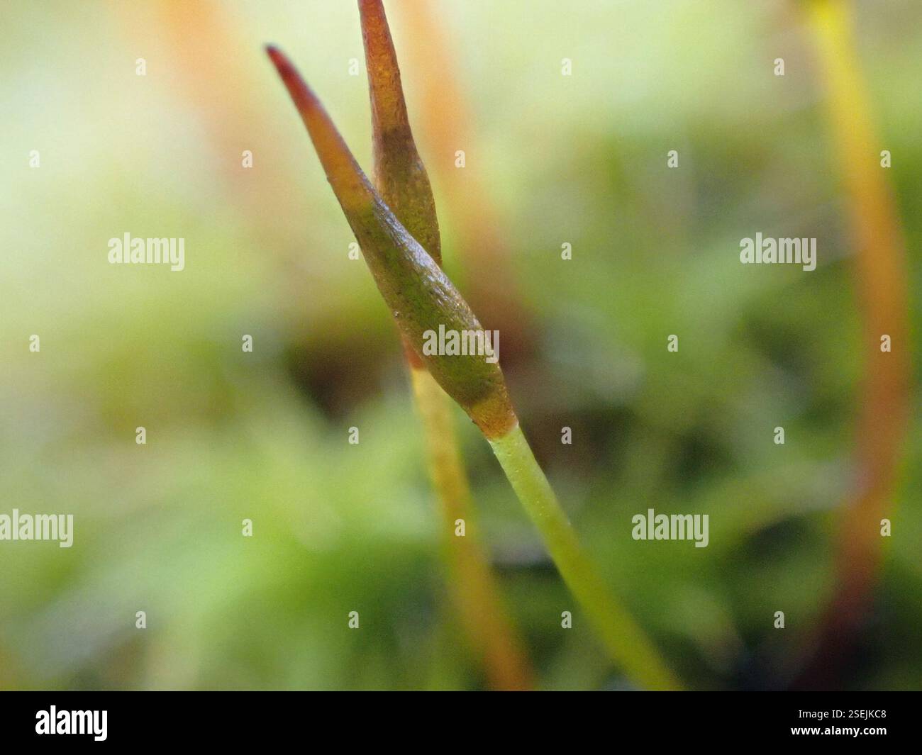 Sand-hill Screw-moss (Syntrichia ruraliformis), Plantae, Amsterdamse ...