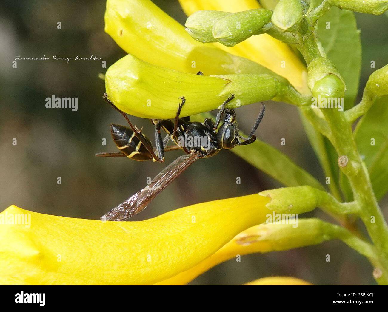Paper Wasps (Polistinae), Insecta, Paseos de Taxqueña, Ciudad de México ...