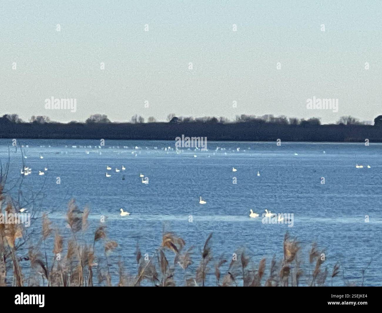 Tundra Swan (Cygnus columbianus), Aves, Refuge Rd, Pantego, NC, US ...
