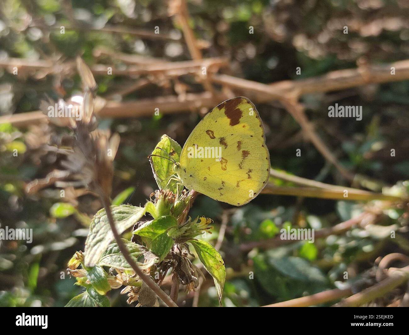 Common Grass Yellow (Terias hecabe), Insecta, Hpa-An Stock Photo - Alamy