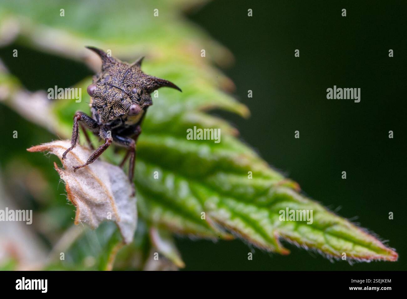 Tri-horned treehopper (Acanthuchus trispinifer), Insecta, Te Waipounamu ...