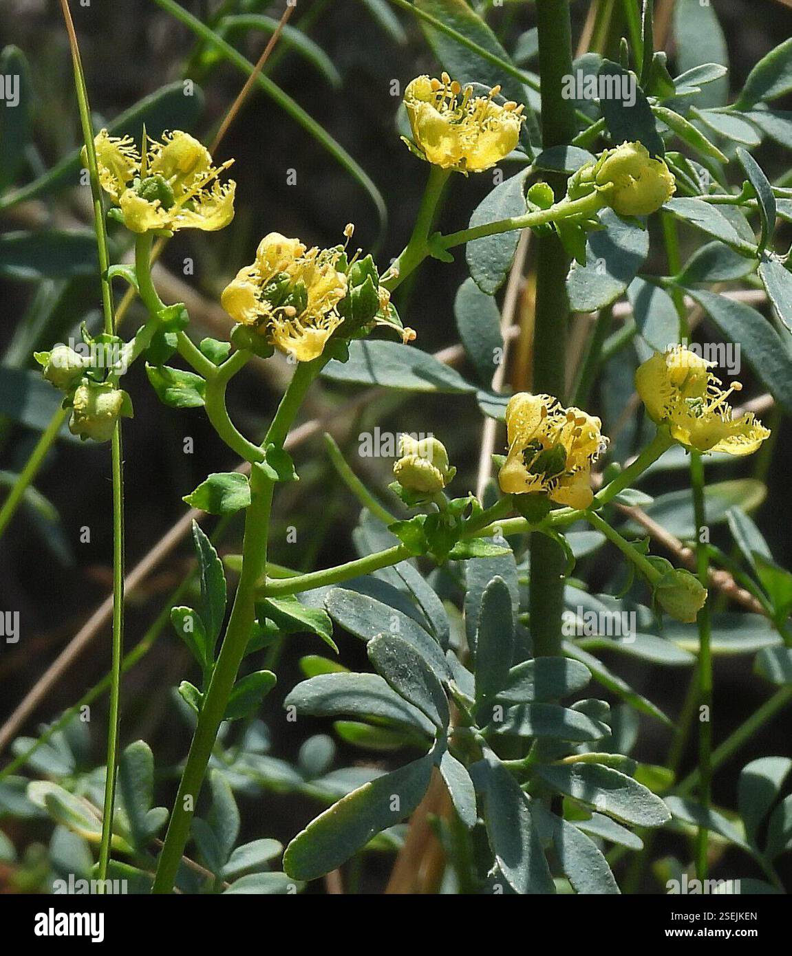 Fringed Rue (Ruta chalepensis), Plantae, Biedma, Chubut, Argentina ...