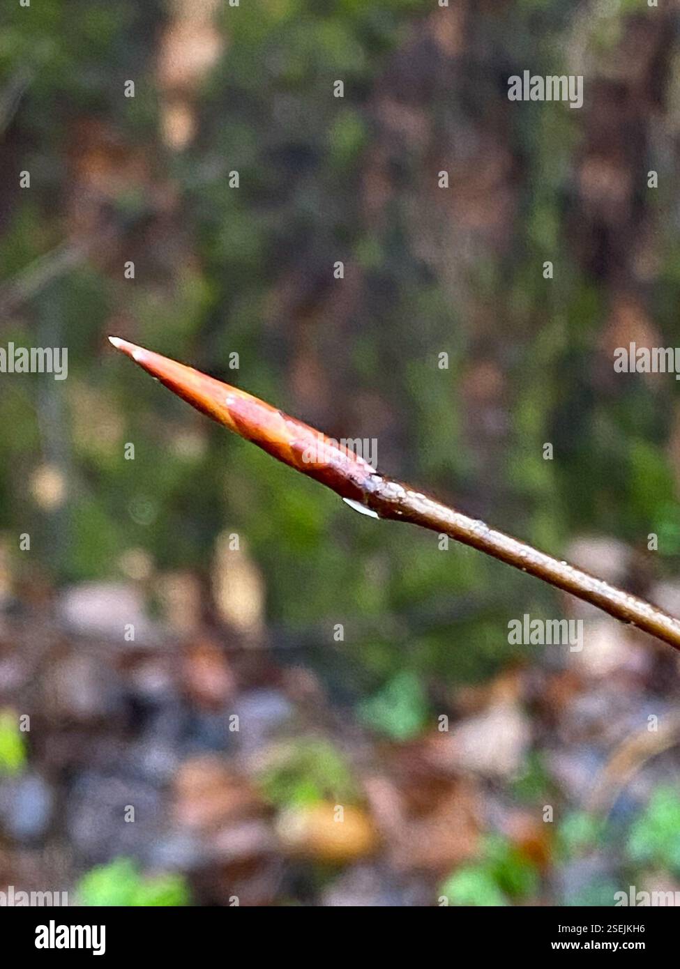 American beech (Fagus grandifolia), Plantae, Galehouse Rd, Doylestown ...
