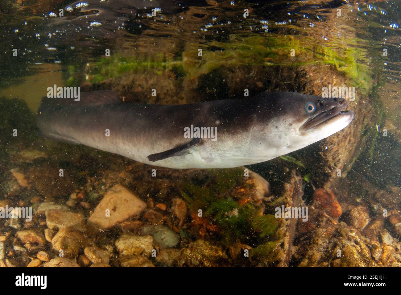 New Zealand Longfin Eel, Anguilla dieffenbachi, in river, Endangered ...