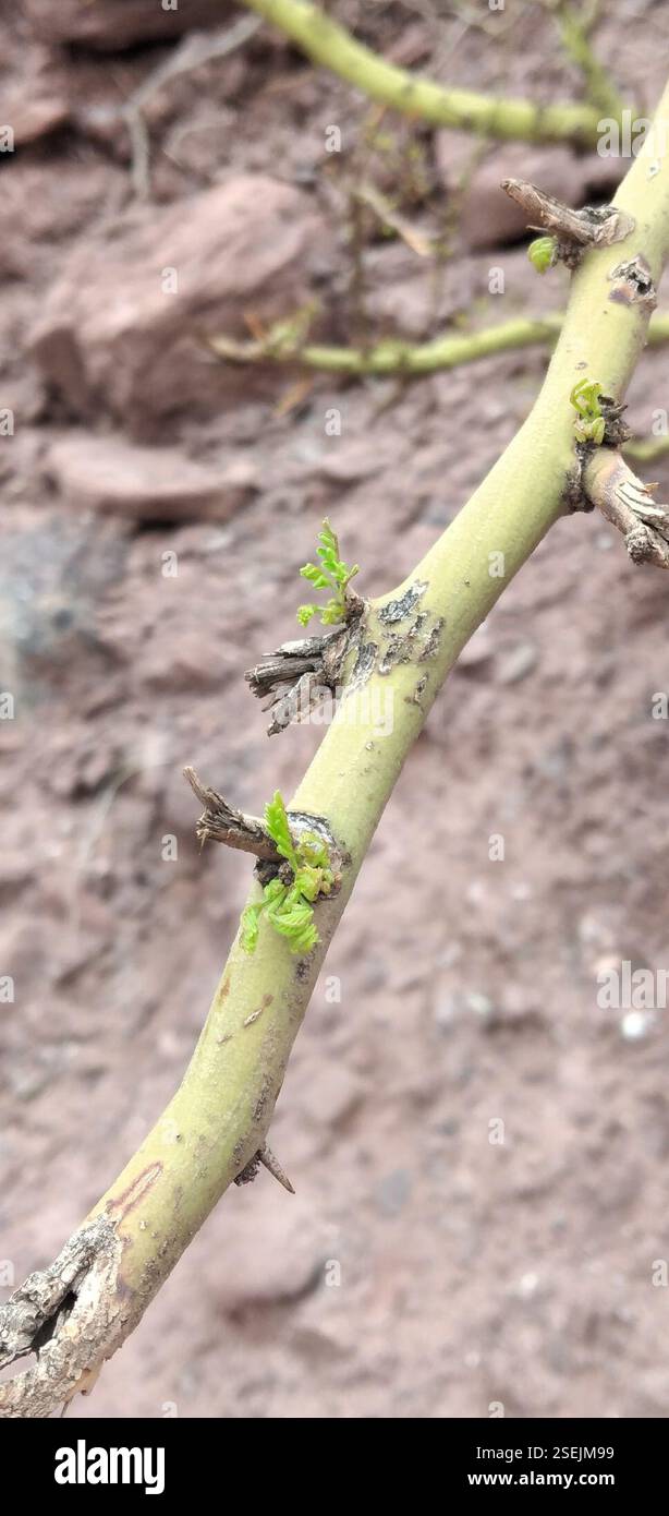 palo brea (Parkinsonia praecox), Plantae, Guachipas, Salta, Argentina ...