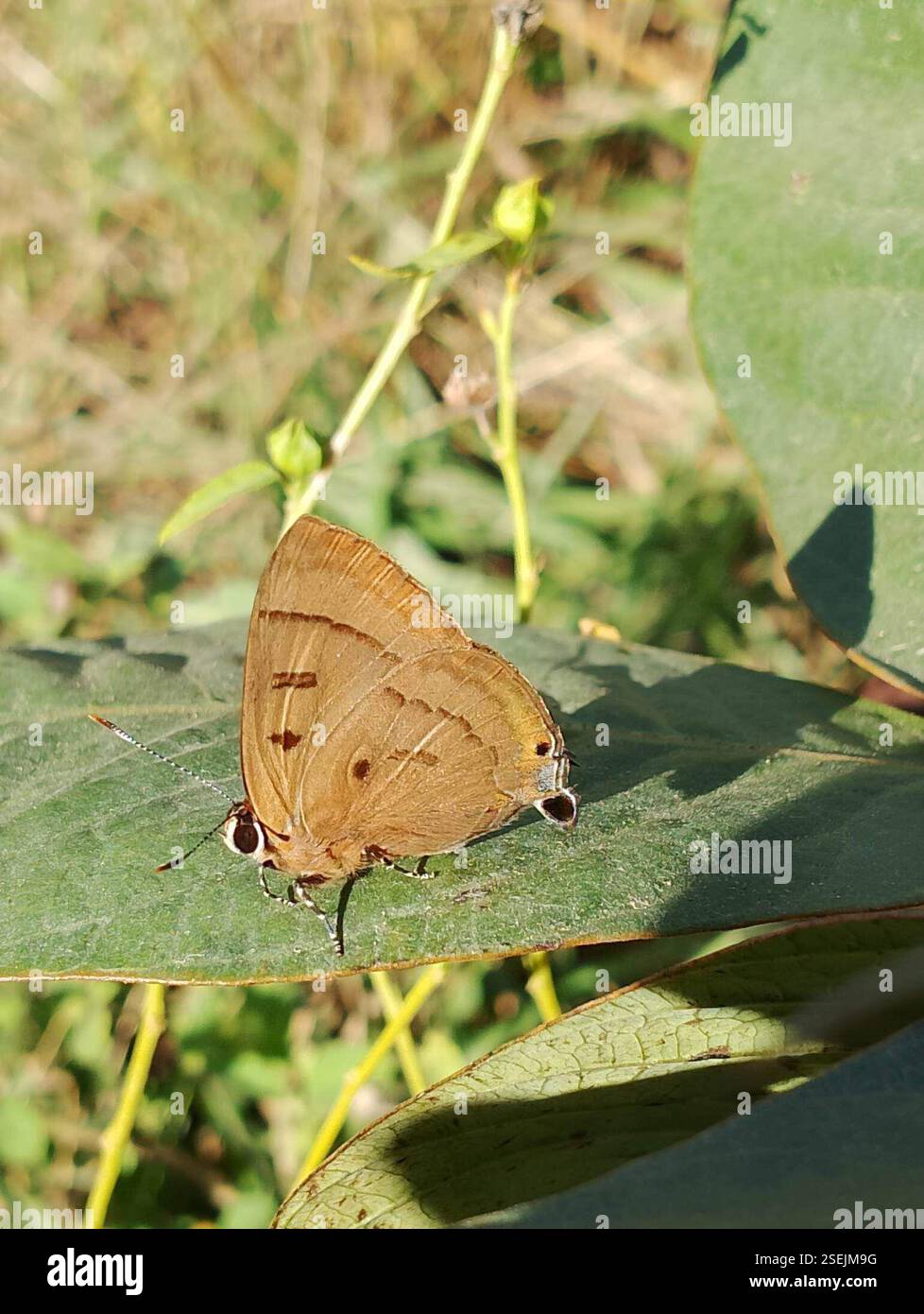 Copper Flash (Rapala pheretima), Insecta, ကျောက်ကလပ် စေတီ Stock Photo ...