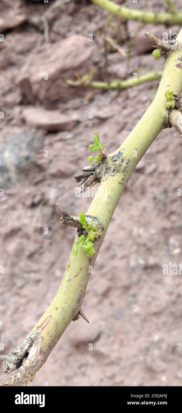 palo brea (Parkinsonia praecox), Plantae, Guachipas, Salta, Argentina ...