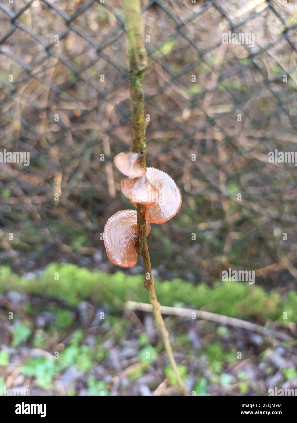 amber jelly fungus (Exidia recisa), Fungi, Manchester, UK Stock Photo ...