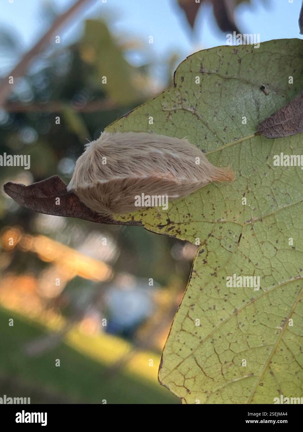 Southern Flannel Moth (Megalopyge opercularis), Insecta, Florida, US ...