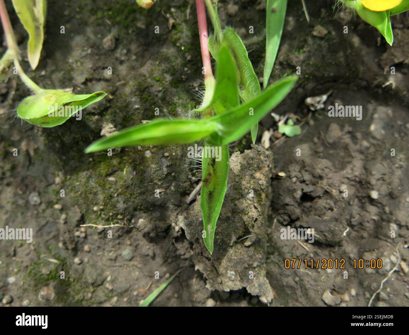 African Yellow Dayflower (Commelina africana), Plantae, Howick, 3290 ...