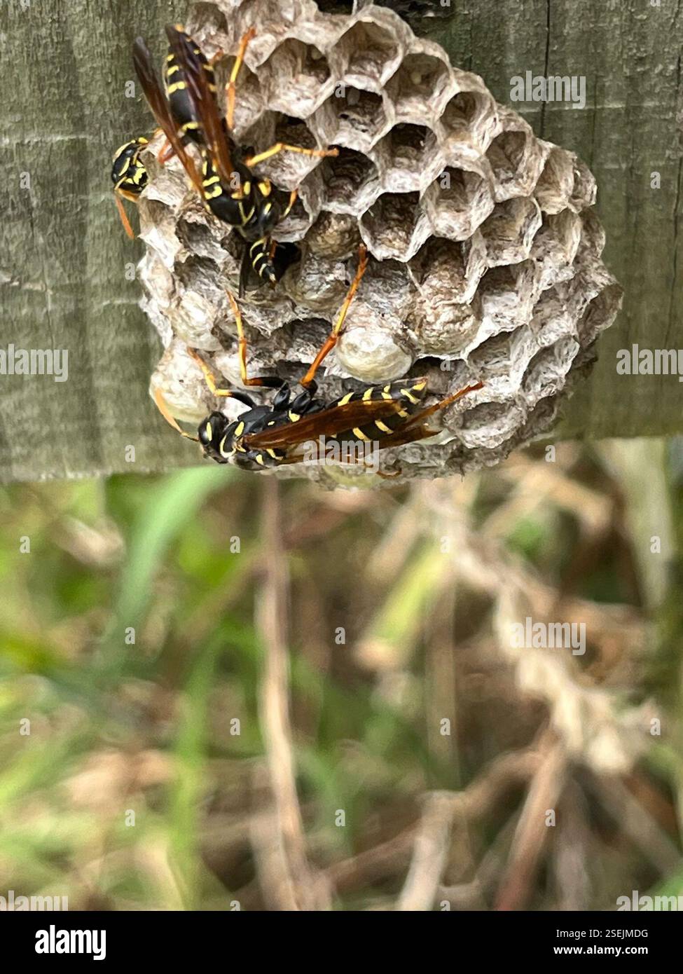 Asian Paper Wasp (Polistes chinensis), Insecta, North Island, Hamilton ...