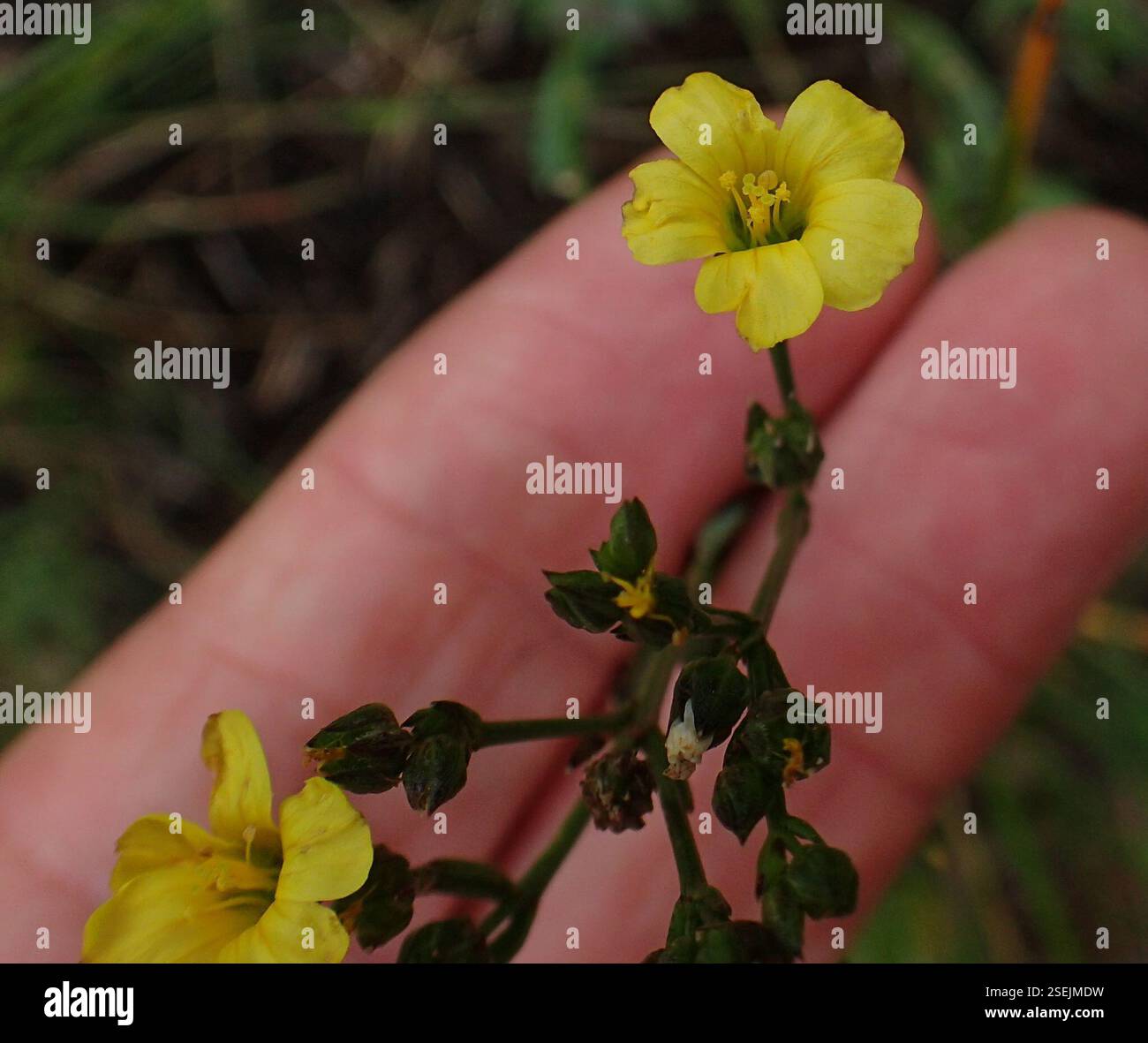 Wild Flax (Linum thunbergii), Plantae, Highmoor, 3300, South Africa ...
