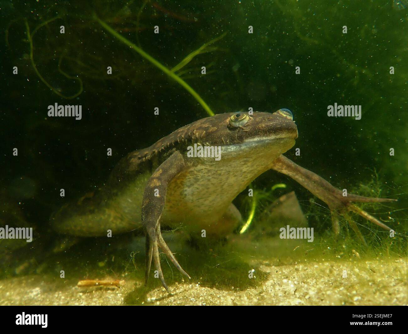African Clawed Frog (Xenopus laevis), Amphibia, 6 Putter Street ...
