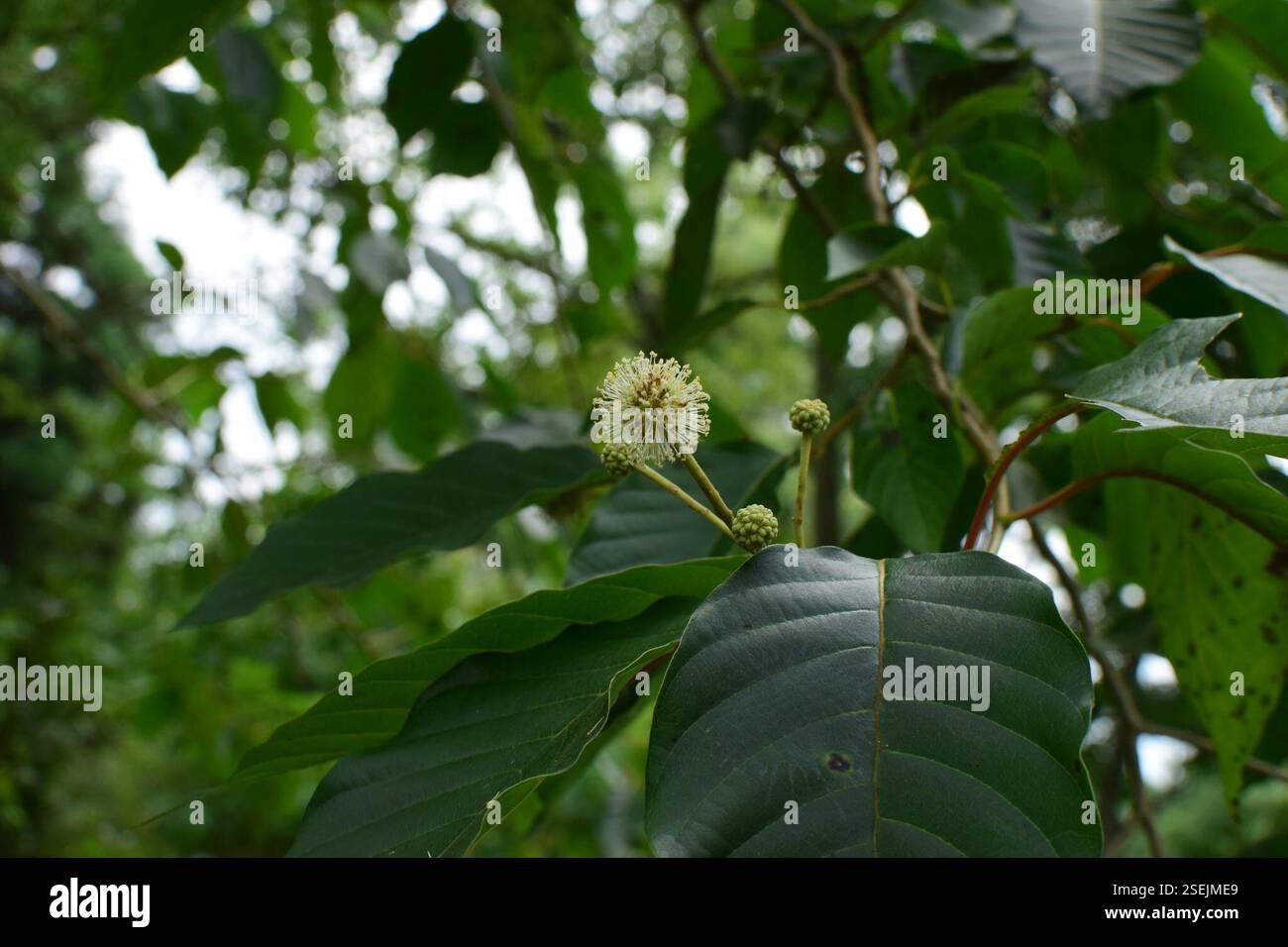 Happy tree (Camptotheca acuminata), Plantae, 中国浙江省杭州市西湖区 Stock Photo ...