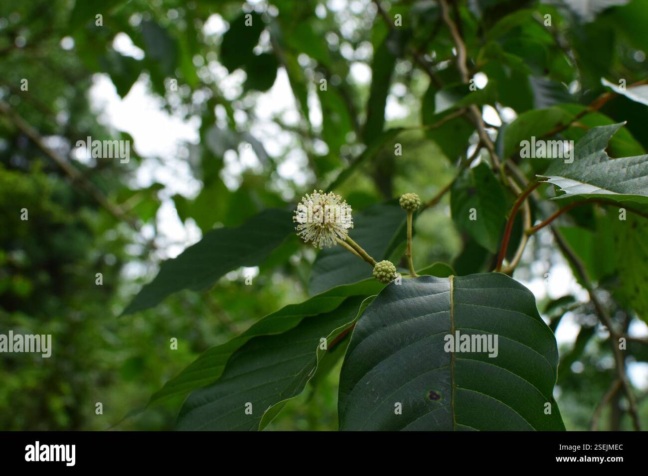 Happy tree (Camptotheca acuminata), Plantae, 中国浙江省杭州市西湖区 Stock Photo ...