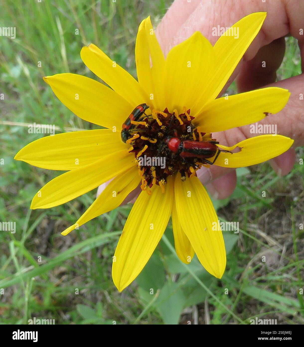 Longhorn Beetles (Cerambycidae), Insecta, Dufferin No. 190, SK, Canada ...