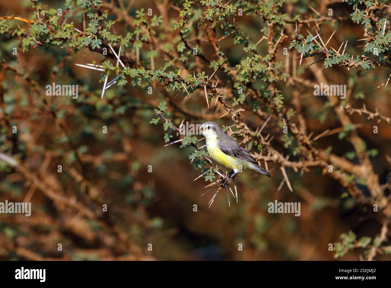 Honeybird, (Anthodiaeta metallica), perching bird, honey sucker, family ...