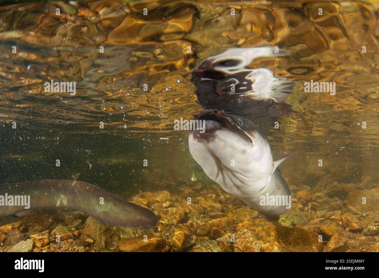 New Zealand Longfin Eel, Anguilla dieffenbachi, in river, Endangered ...