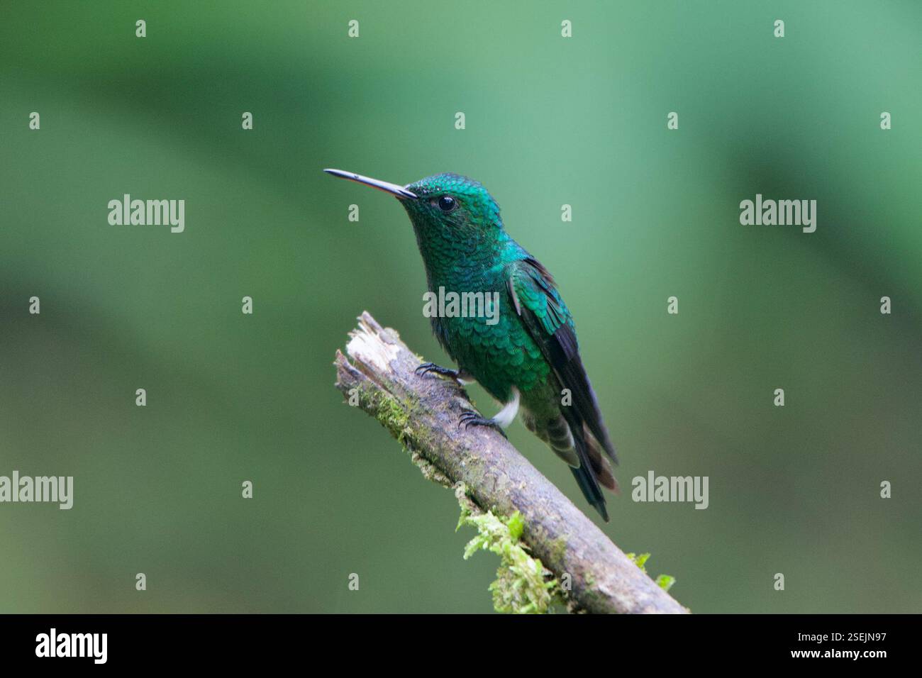 Steely-vented Hummingbird (Saucerottia saucerottei), Aves, Montezuma ...