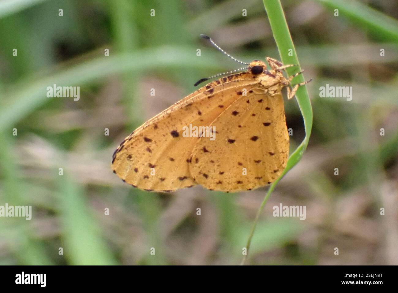Eastern Spotted Buff (Pentila tropicalis tropicalis), Insecta, Stentor ...