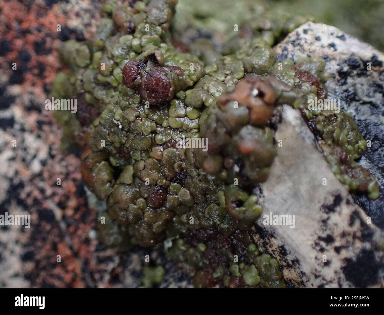 common lichens (Lecanoromycetes), Fungi, Nanaimo, British Columbia ...