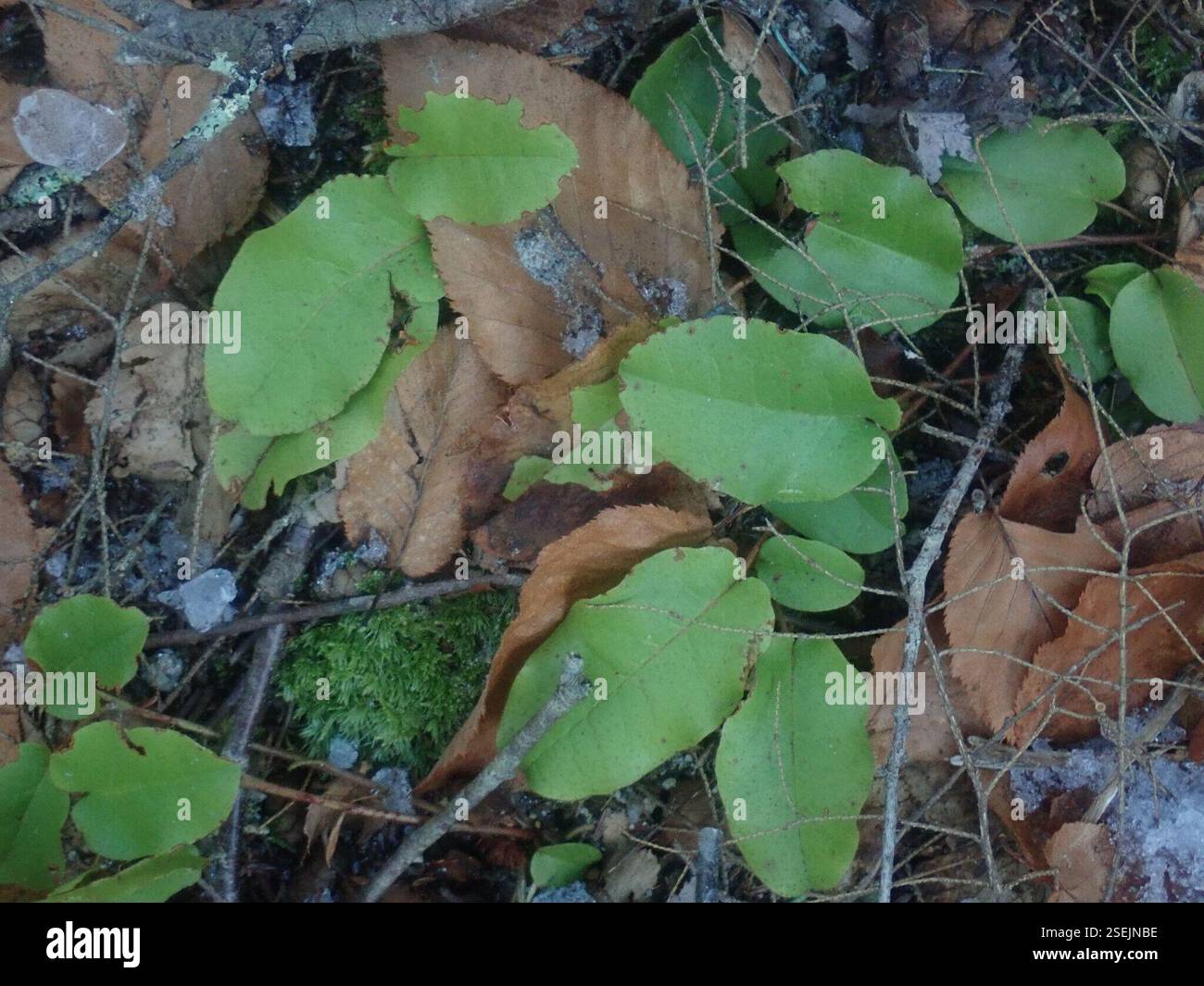 trailing arbutus (Epigaea repens), Plantae, Franklin, Massachusetts ...
