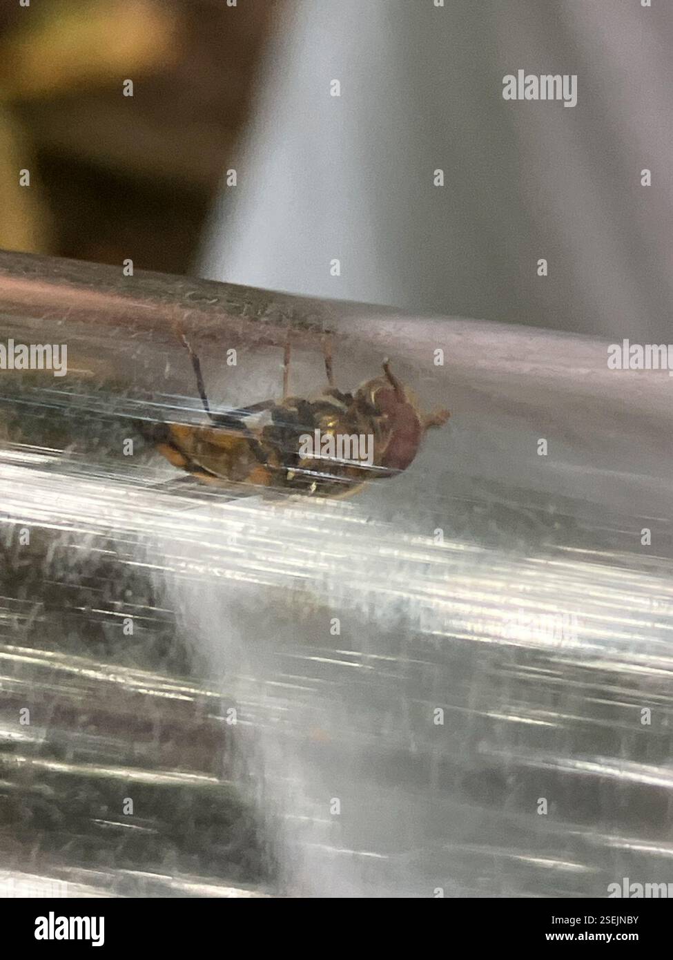 Hover Flies (Syrphidae), Insecta, Saint Peter, MS Stock Photo - Alamy