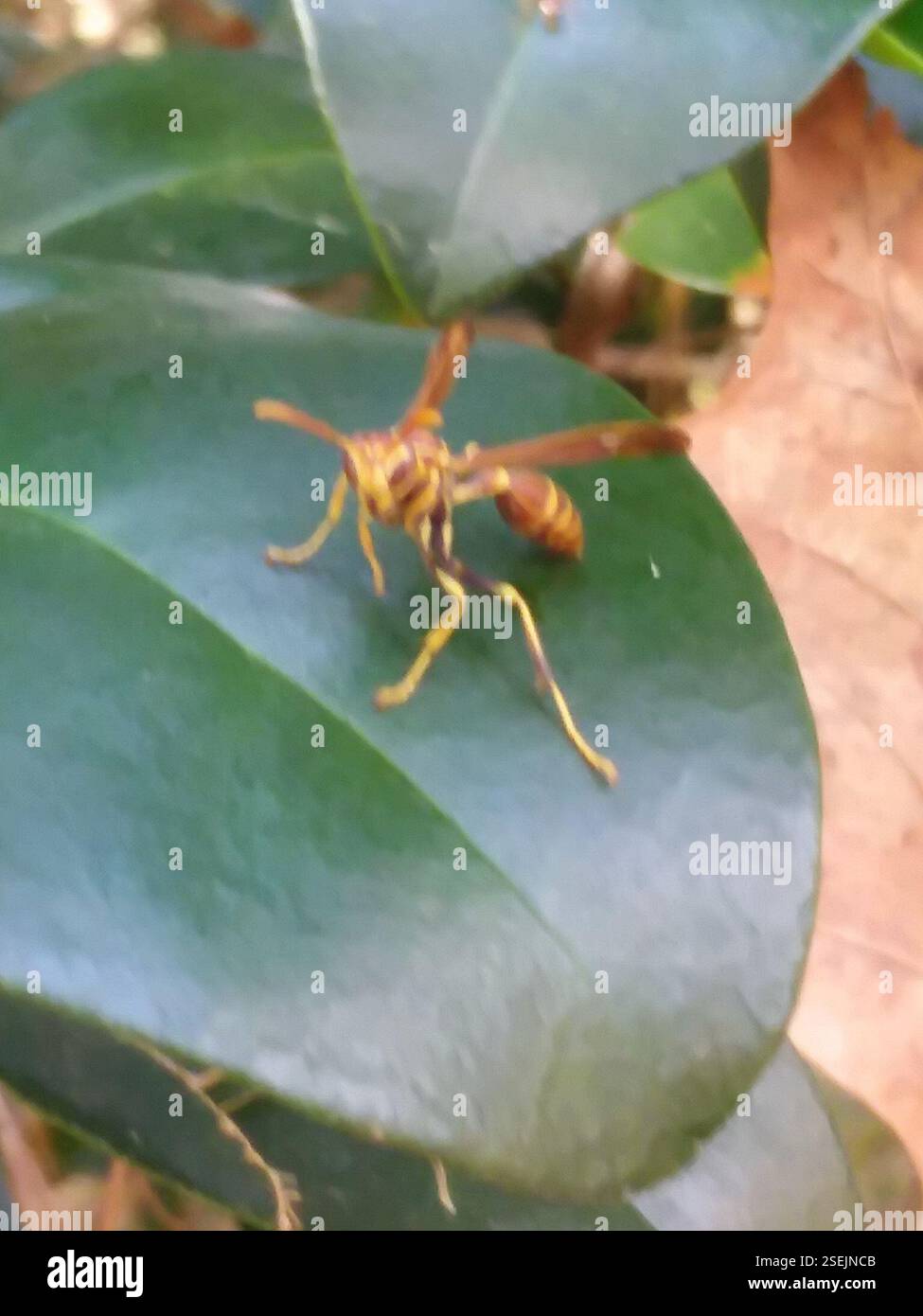 Mexican Paper Wasp (Mischocyttarus mexicanus), Insecta, Windsor Forest ...