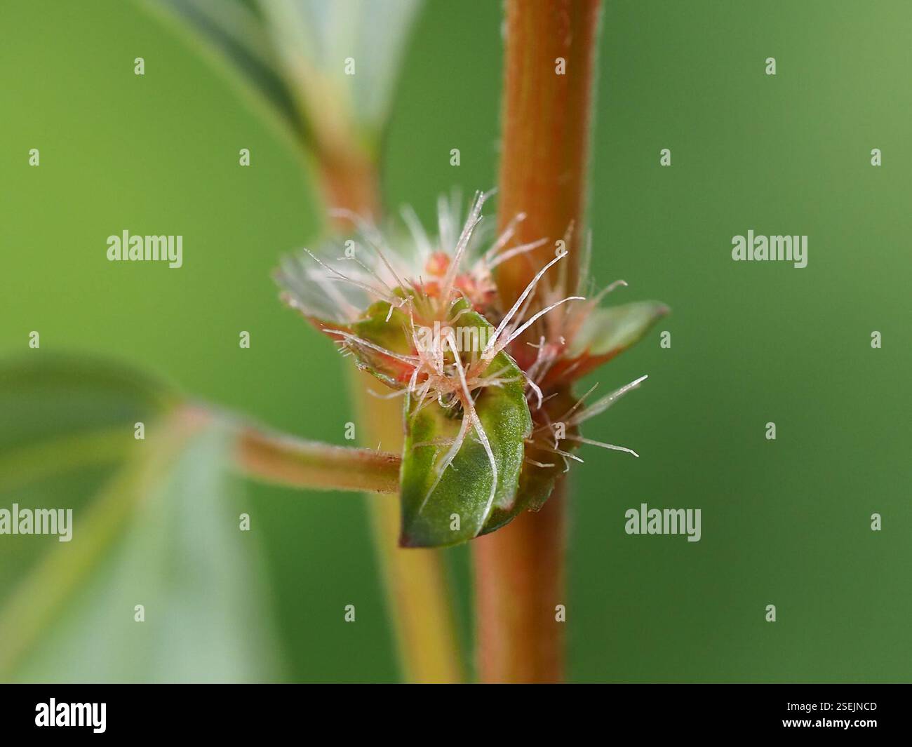 Asian Copperleaf (Acalypha australis), Plantae, 台灣台北 Stock Photo - Alamy
