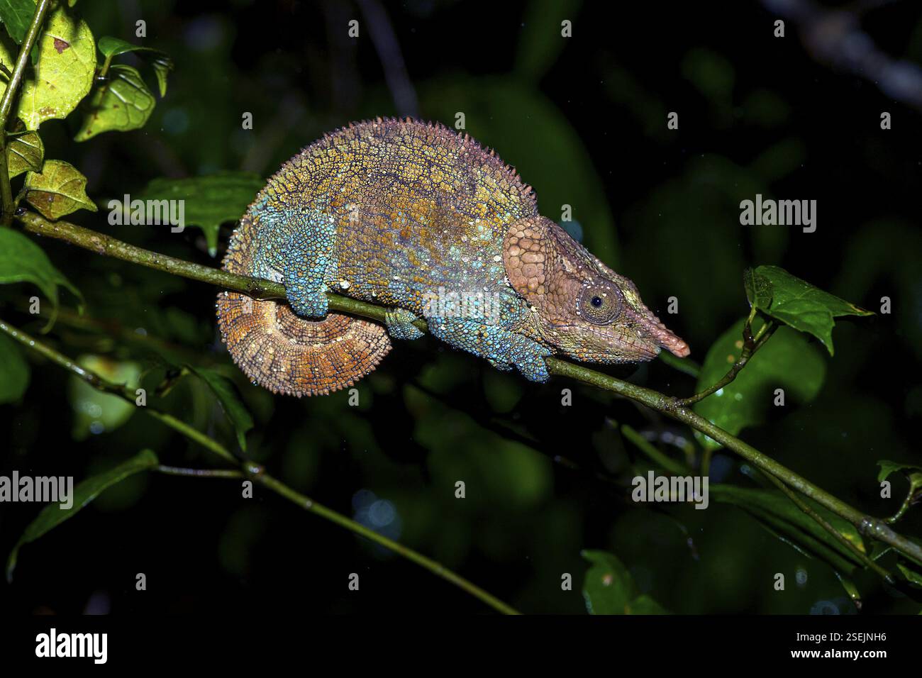 Cryptic chameleon, Blue-legged chameleon (Blue-legged chameleon), male ...