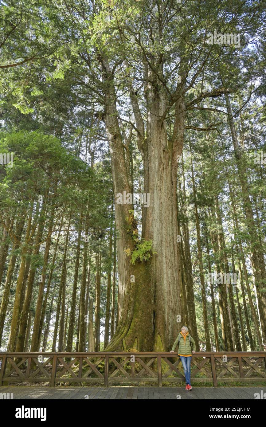 The Thousand Year Cypress, Alishan National Forest Recreation Area ...