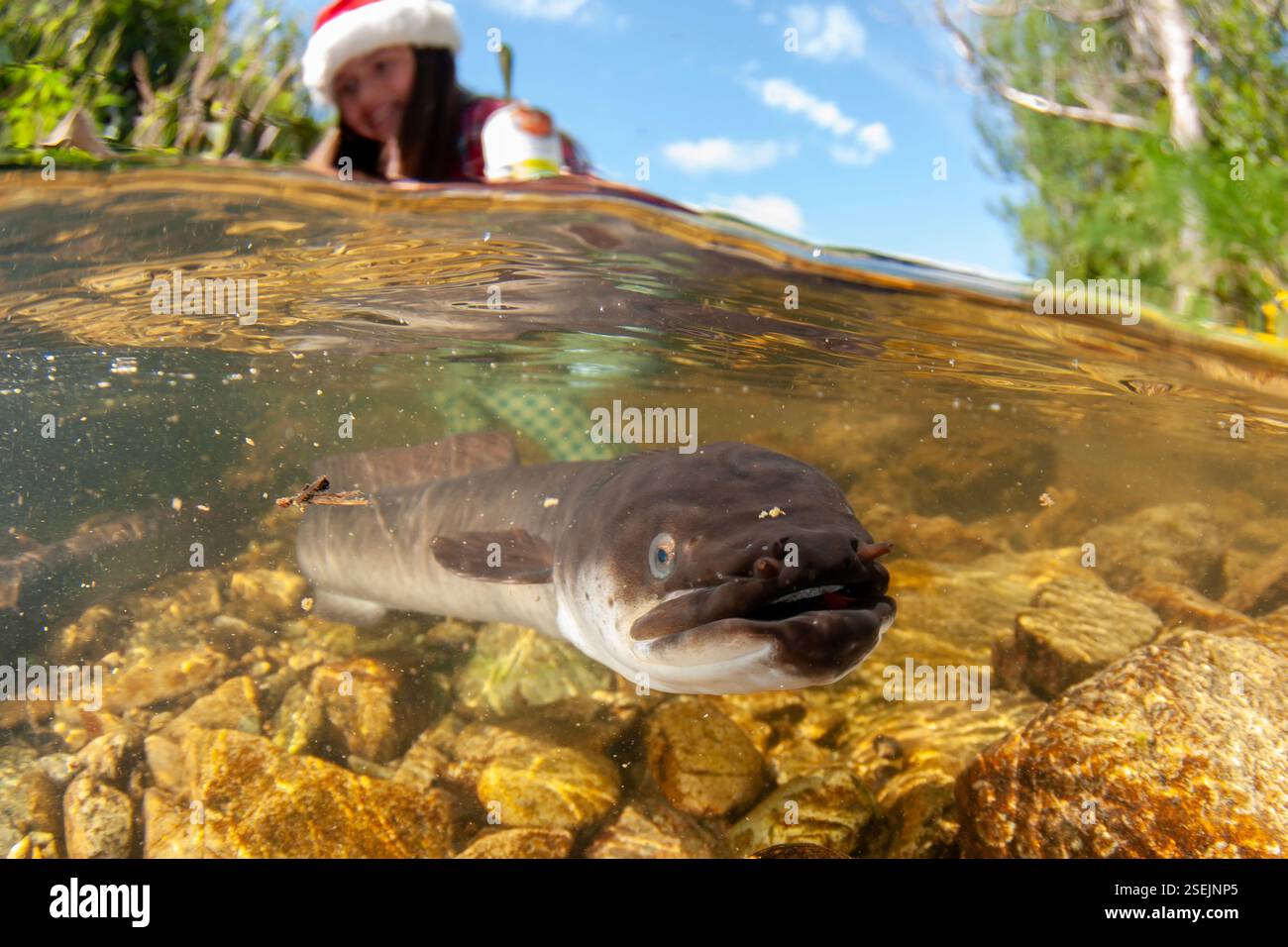 Girl looking at New Zealand Longfin Eel, Anguilla dieffenbachi, in ...
