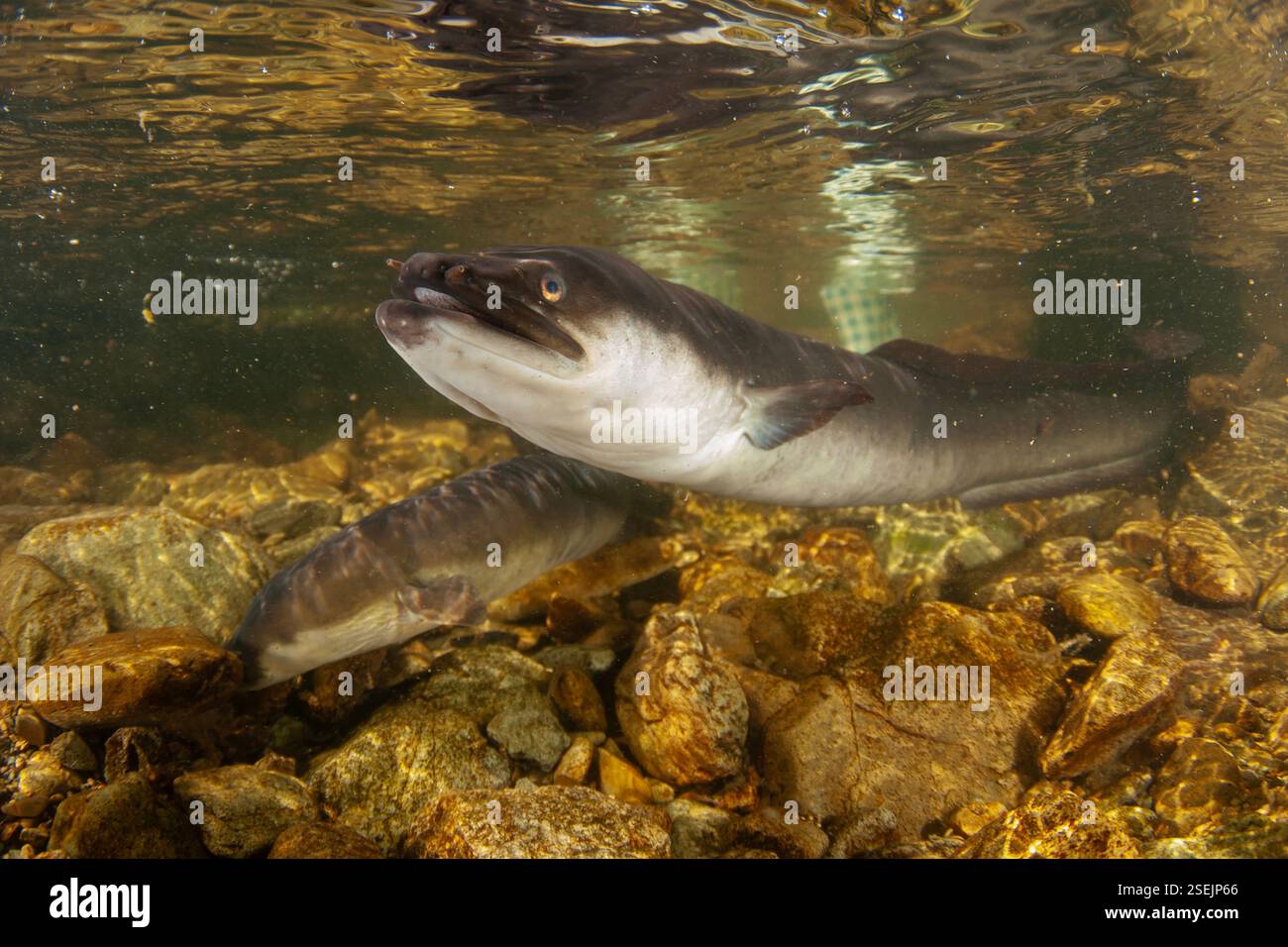 New Zealand Longfin Eel, Anguilla dieffenbachi, in river, Endangered ...