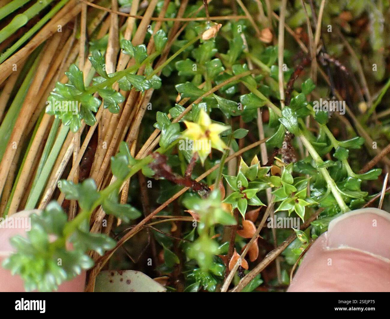 purple eyebright (Euphrasia collina), Plantae, Guildford TAS 7321 ...