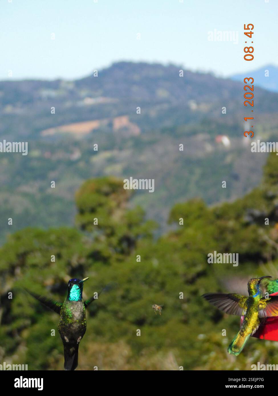 Mountain-gems and Allies (Lampornithini), Aves, KM 70, Ruta 2 Sur, San ...