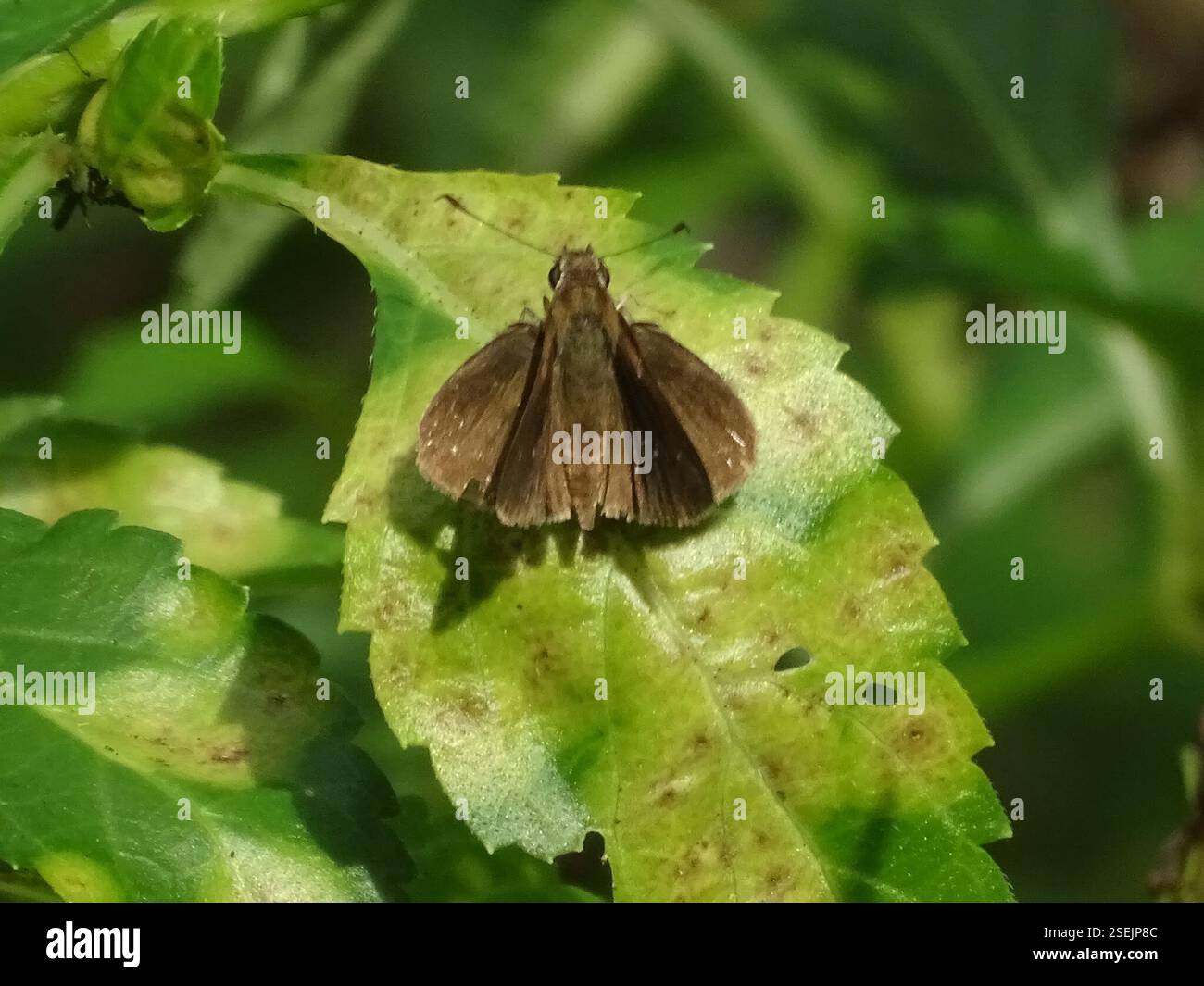 Three-spotted Skipper (Cymaenes tripunctus), Insecta, Stock Island, FL ...