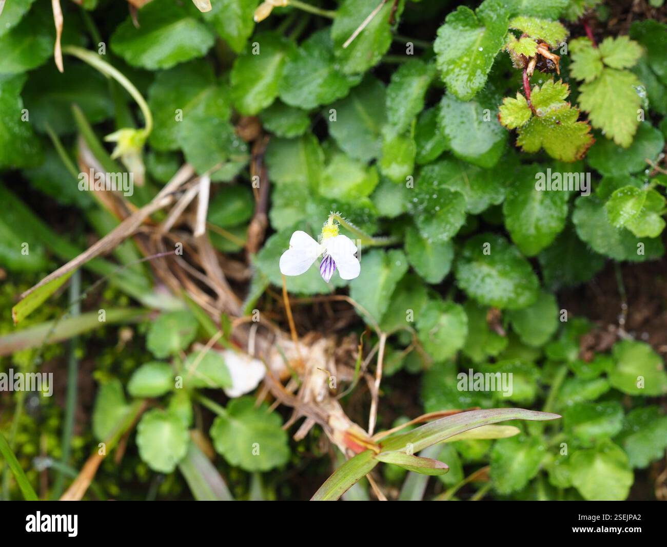 (Viola nagasawae), Plantae, 台灣台北 Stock Photo - Alamy